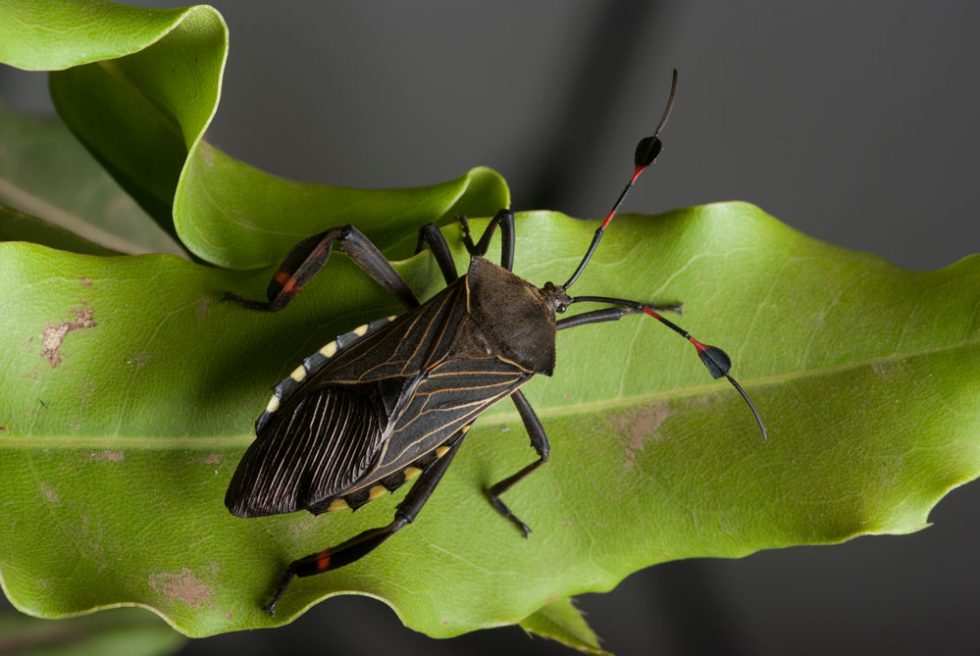 Chinch Bugs - Pestop