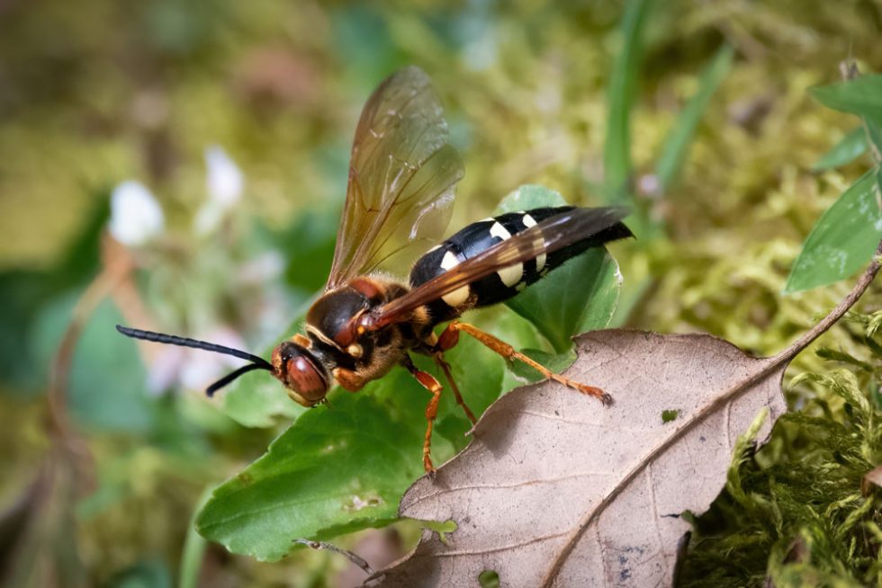 Cicada Killer Wasps - Pestop