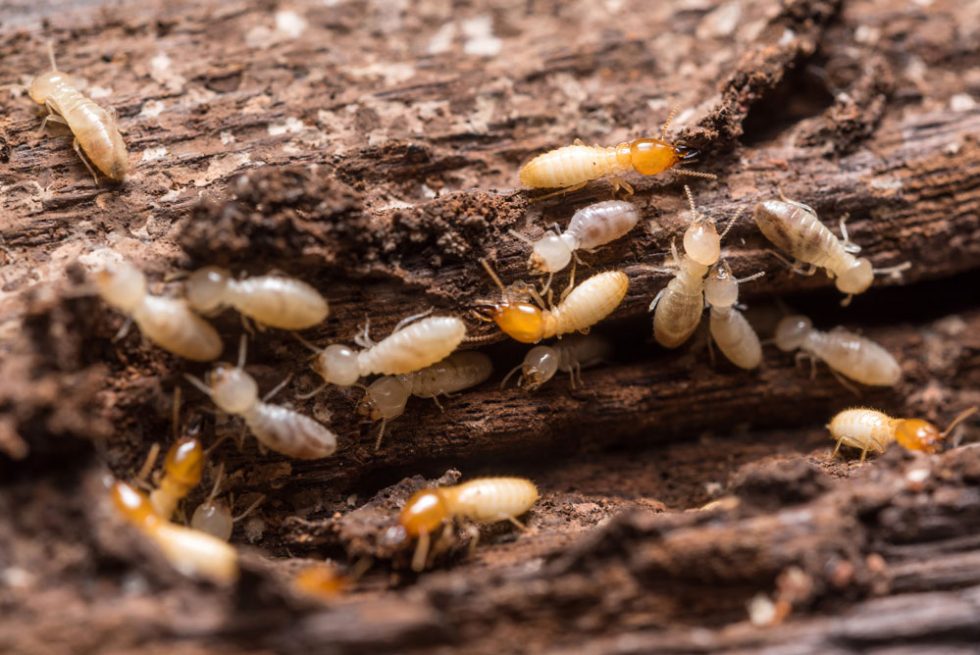 Formosan Termites - Pestop