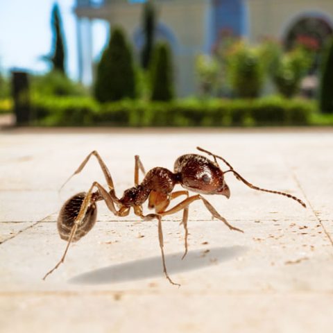 Pest Encyclopedia - Pestop