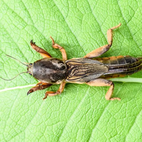 Pest Encyclopedia - Pestop